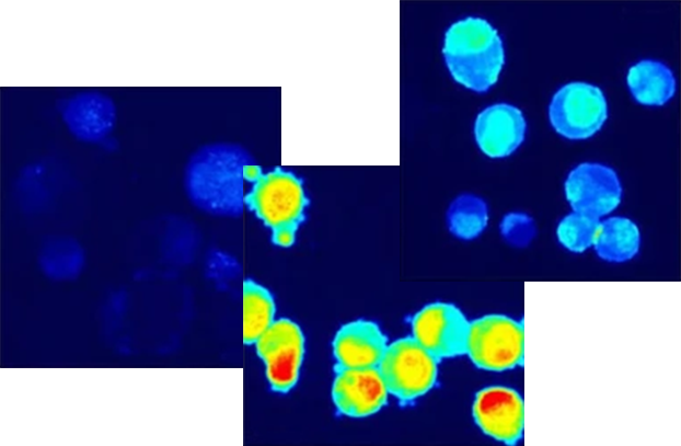 VC60 BioResearch Corporation